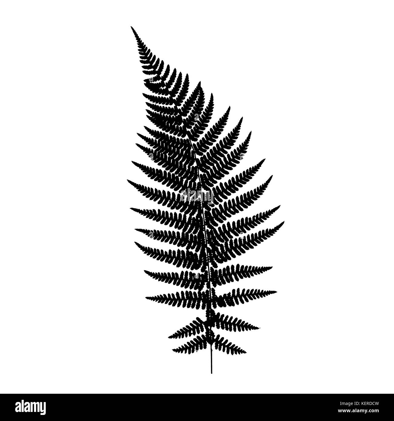 Fern leaf silhouette. Vector illustration Stock Photo - Alamy