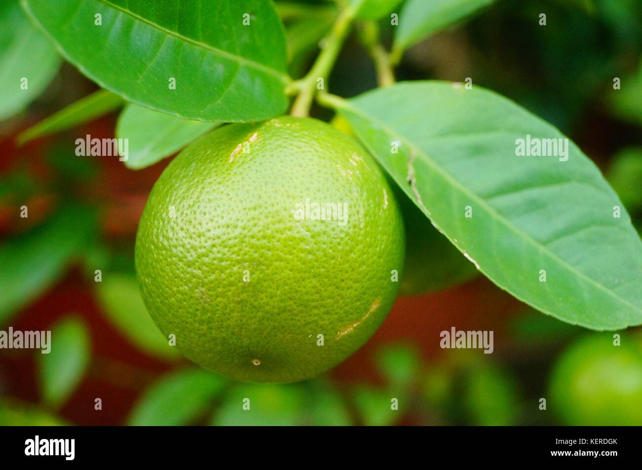 Green lemon fruit hi-res stock photography and images - Alamy