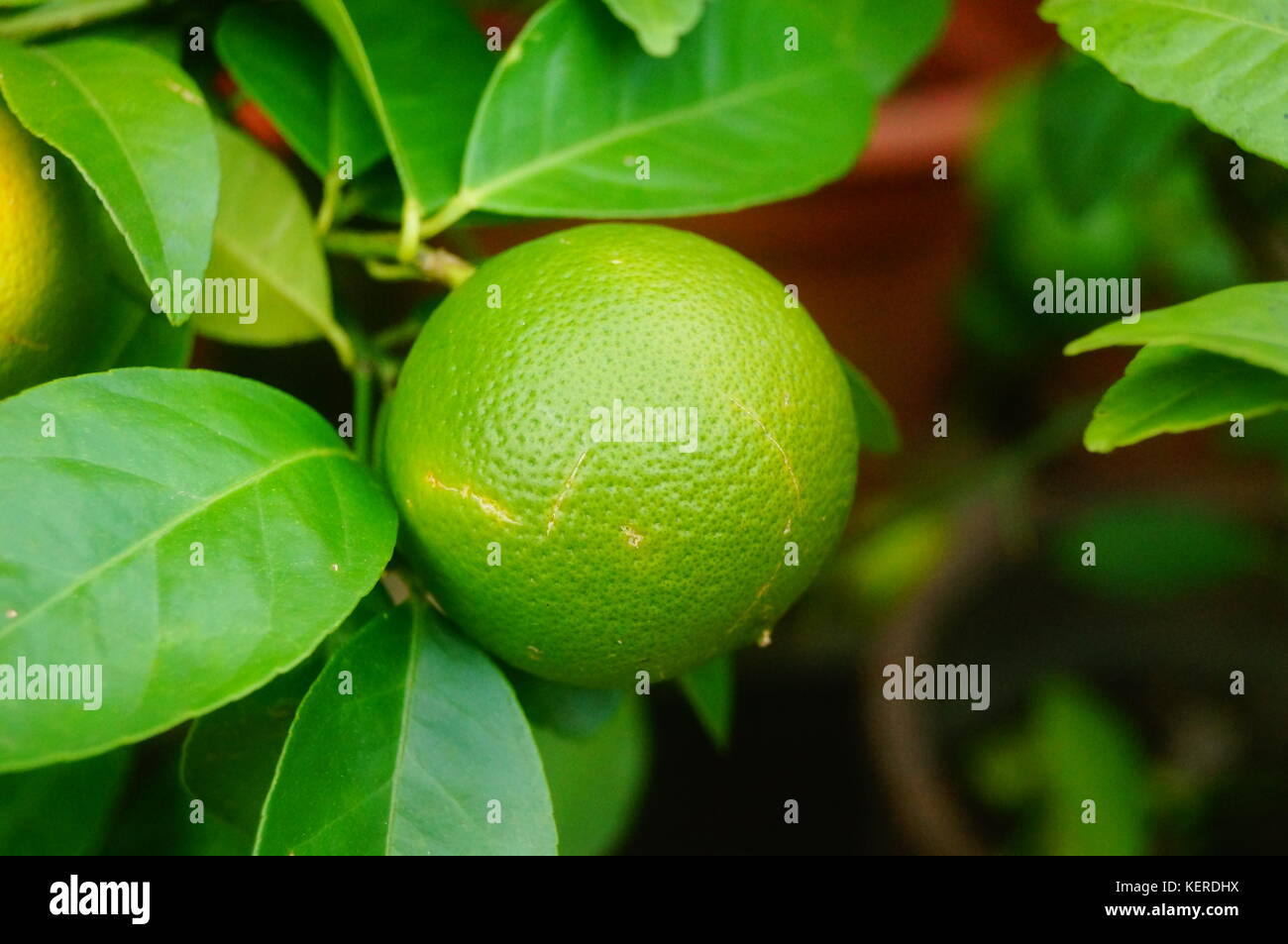 Green lemon fruit, growing Stock Photo - Alamy