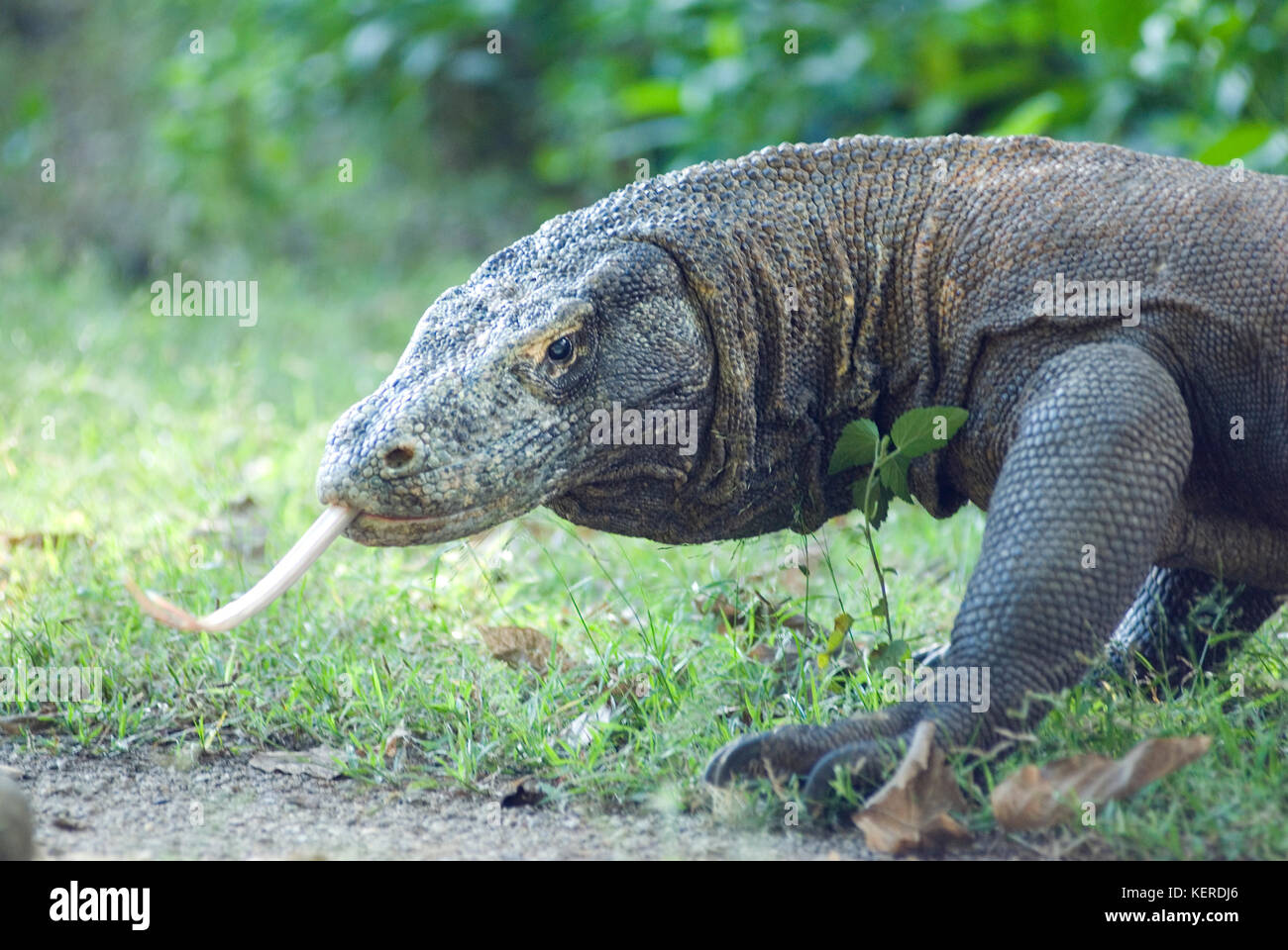 Komodo dragon hunting hi-res stock photography and images - Alamy
