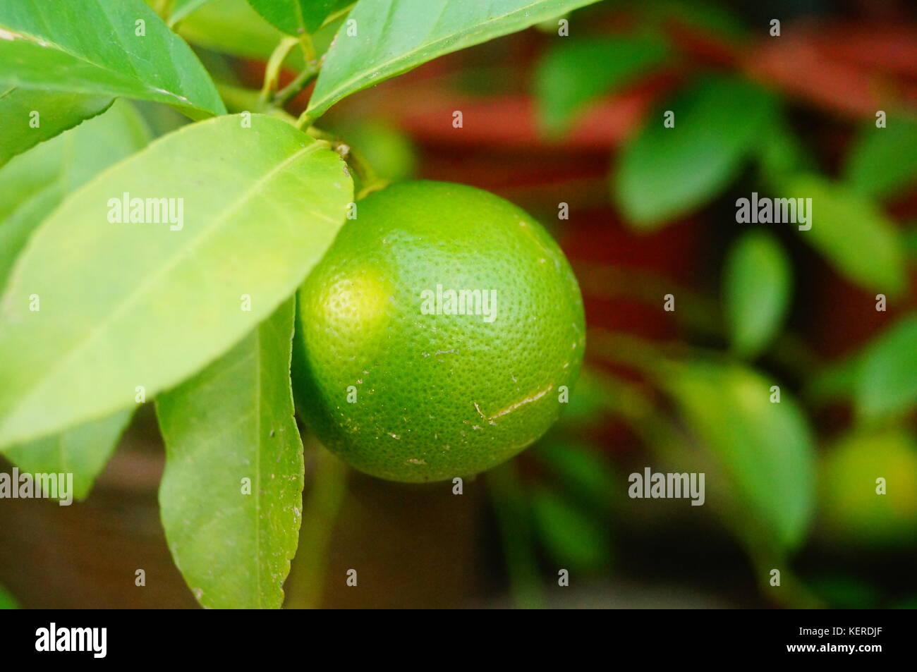 Green lemon fruit, growing Stock Photo - Alamy