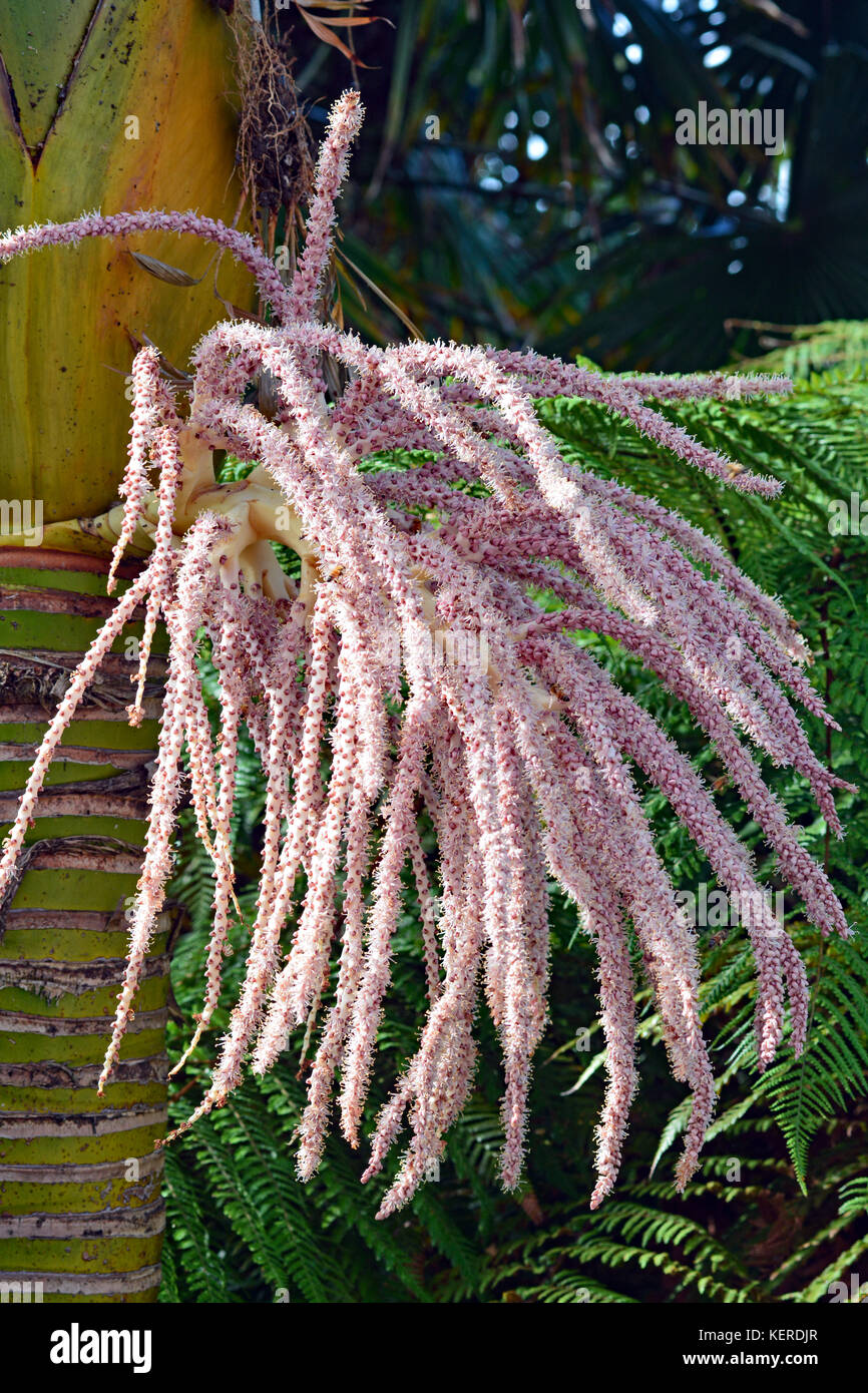 Nikau palm flower Stock Photo - Alamy