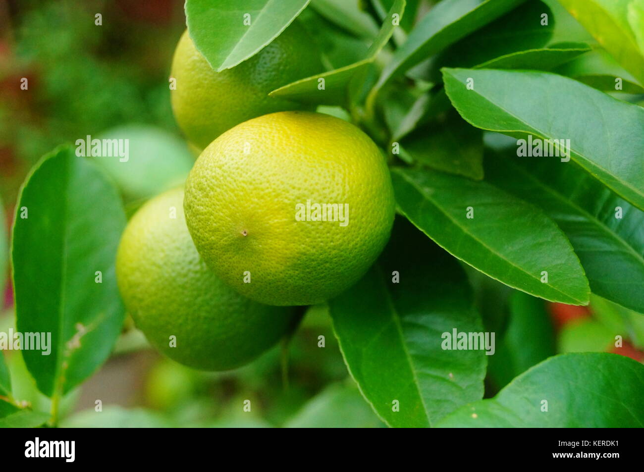 Green lemon fruit, growing Stock Photo - Alamy