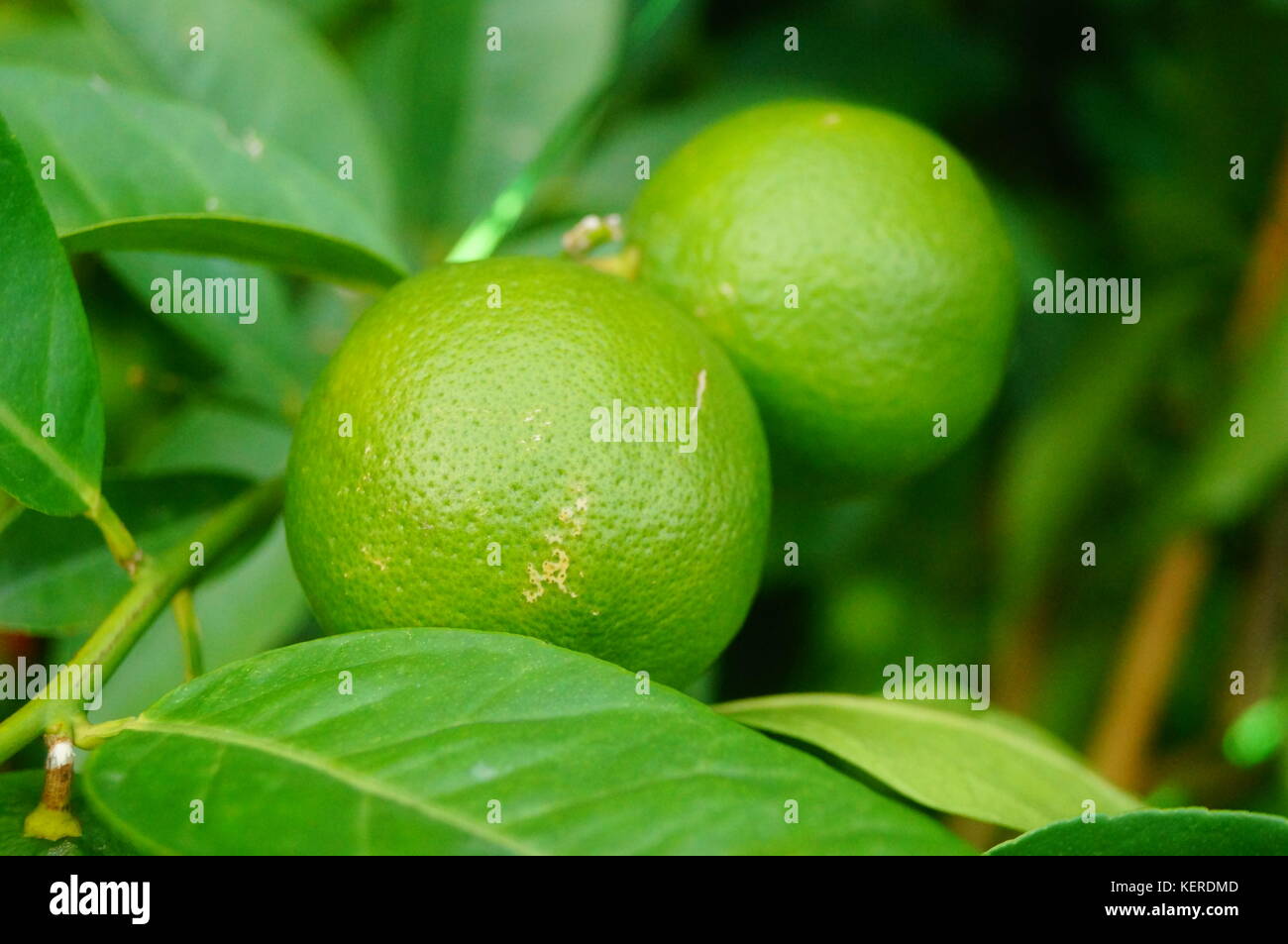 Green lemon fruit, growing Stock Photo - Alamy