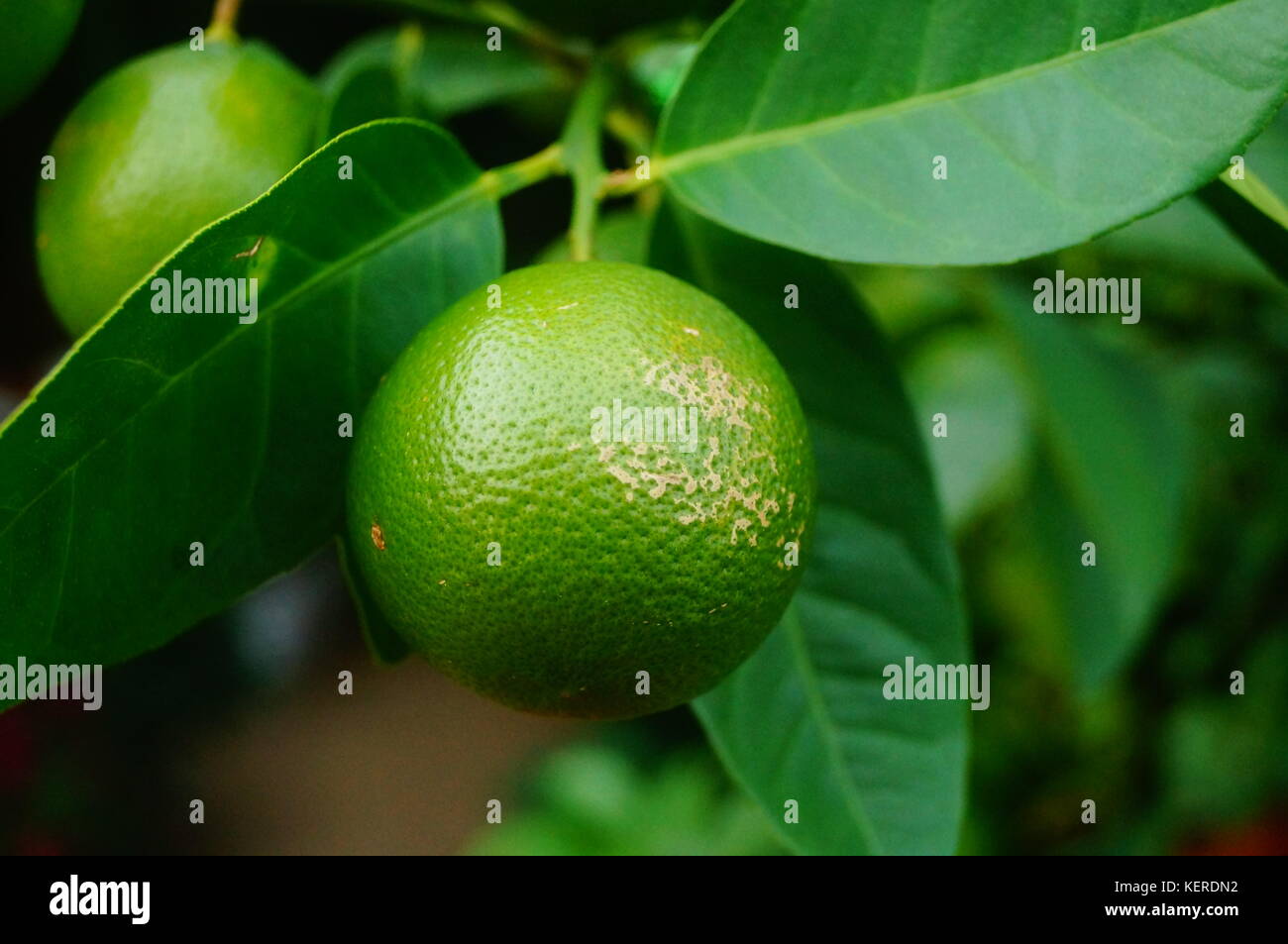 Green lemon fruit, growing Stock Photo - Alamy
