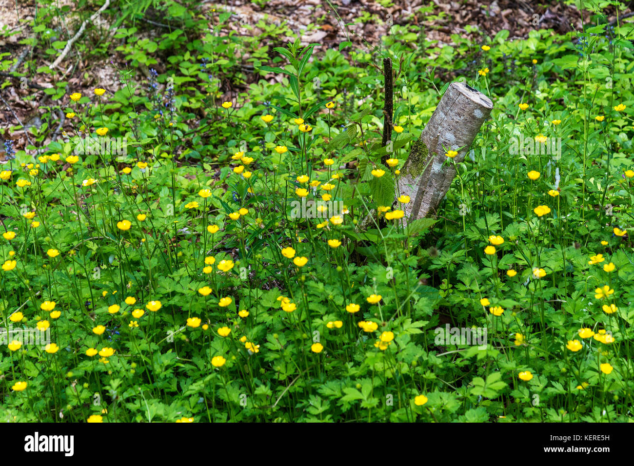 Underbrush High Resolution Stock Photography and Images - Alamy