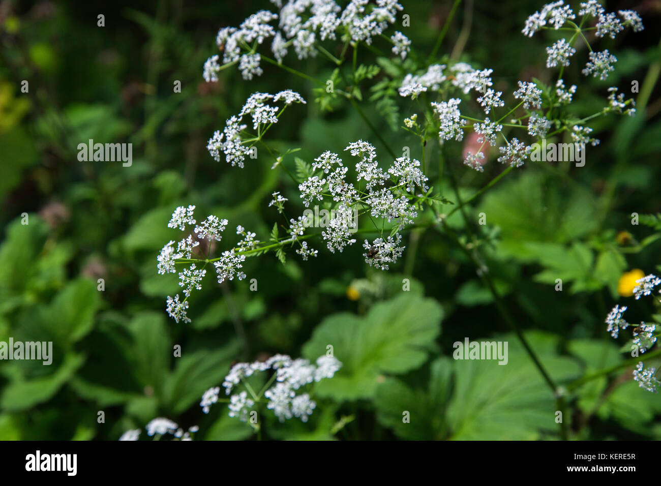 Underbrush High Resolution Stock Photography and Images - Alamy