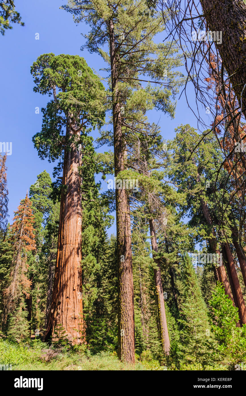 Wide angle shot of a giant Sequoia Stock Photo - Alamy
