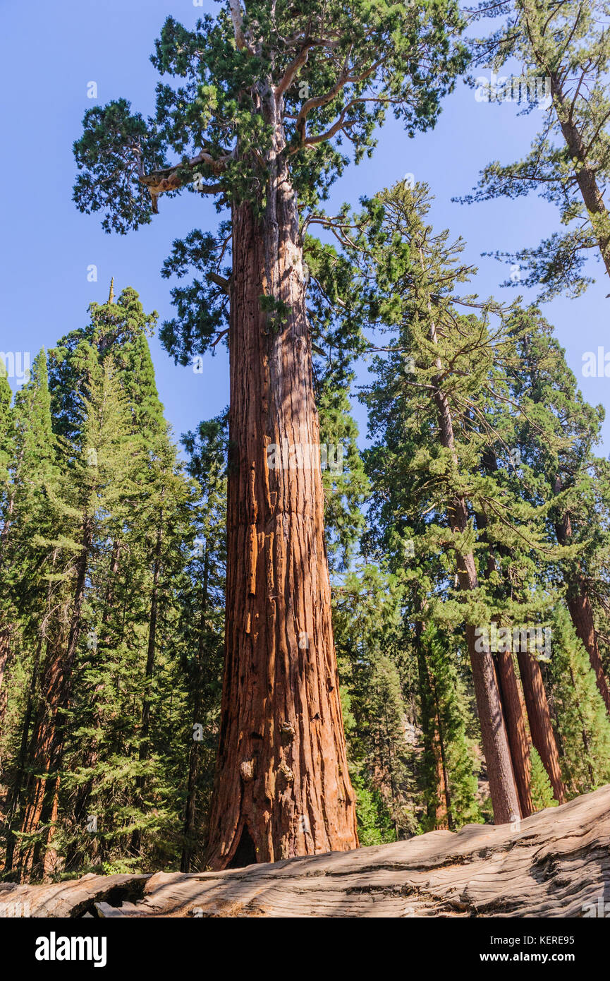 Wide angle shot of a giant Sequoia Stock Photo - Alamy