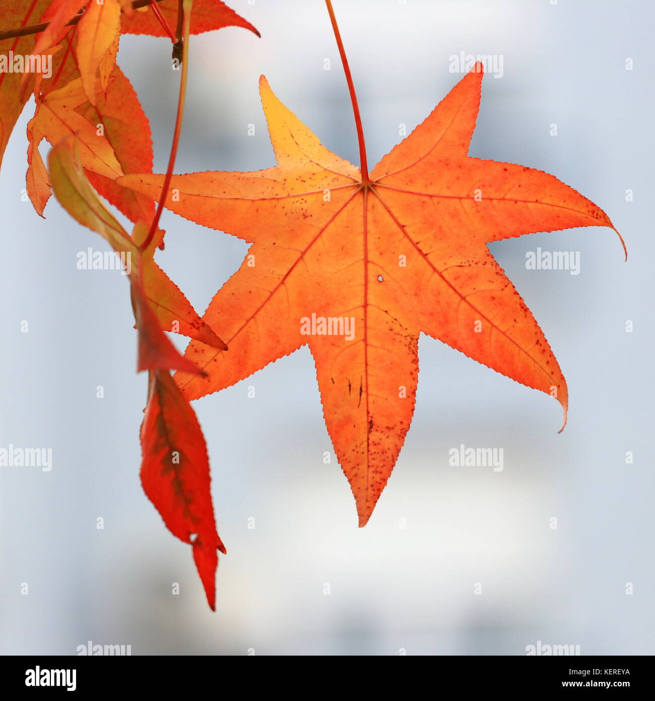 Red maple leaf canada hi-res stock photography and images - Alamy