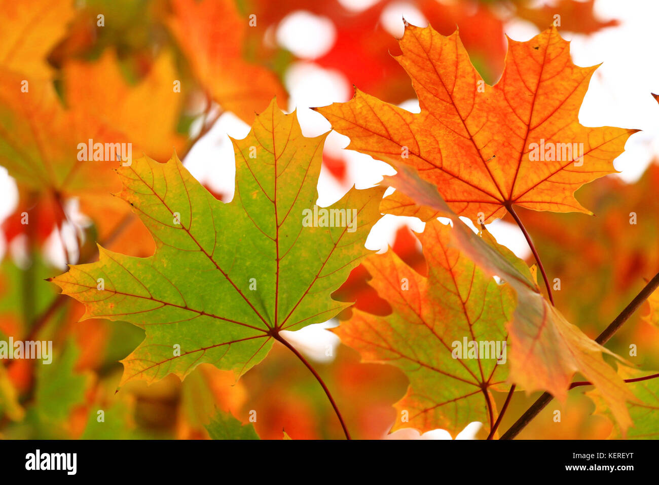 Maple leaves in fall Stock Photo - Alamy