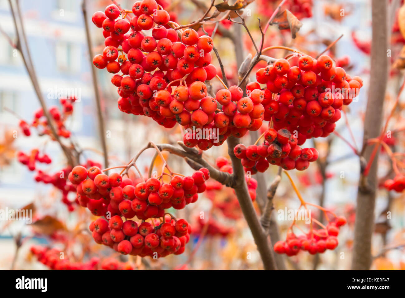 red berries rowan of Russian ashberry on a tree close-up Stock Photo ...