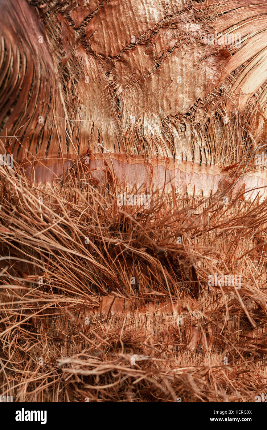 Texture of palm tree bark. Beautiful bark pattern. Close-up Stock Photo ...