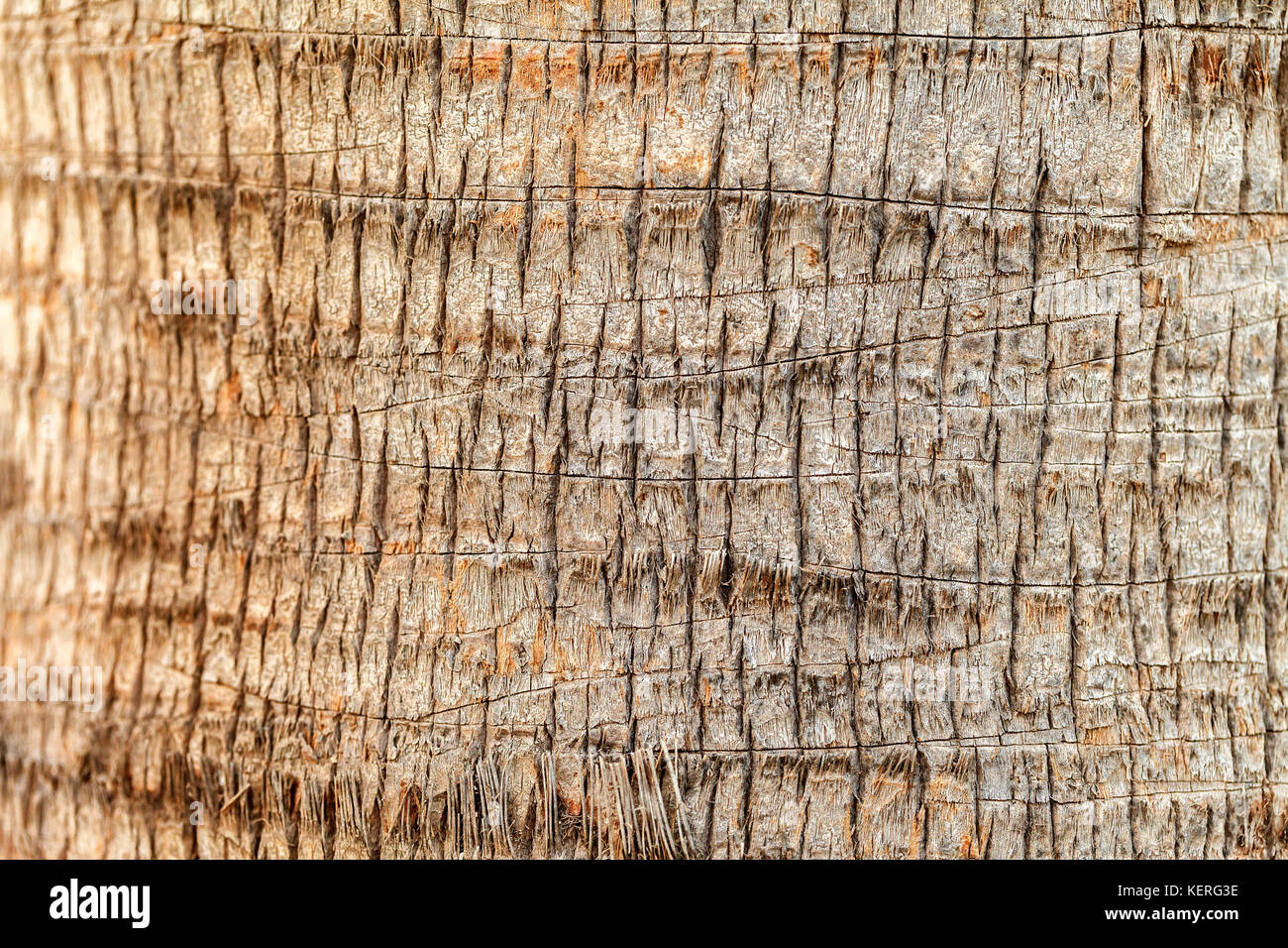 Texture of palm tree bark. Beautiful bark pattern. Close-up Stock Photo ...
