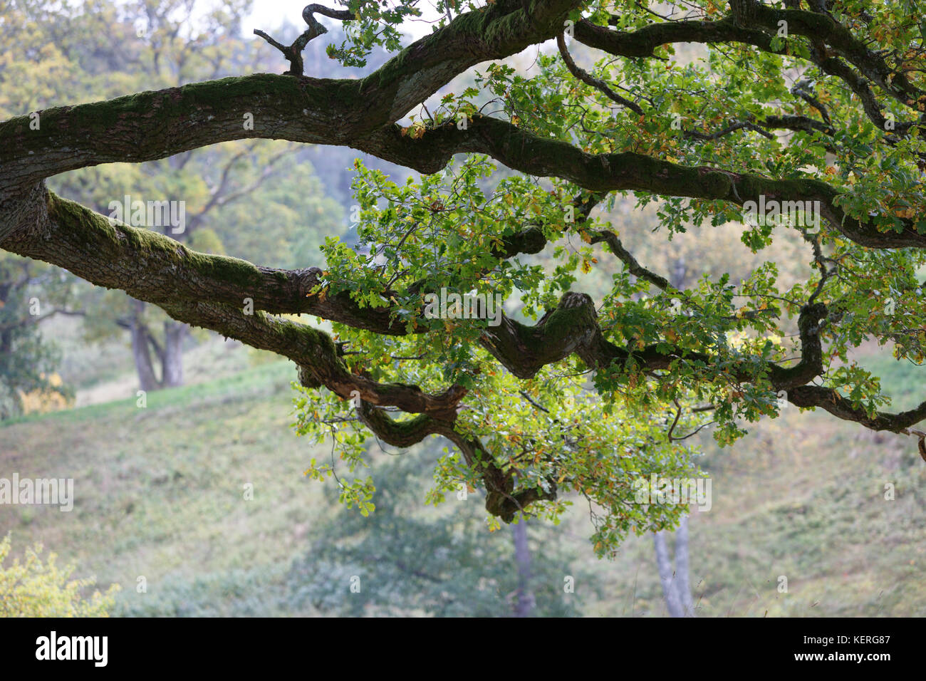 Vinga island with Vinga lighthouse and beacon Stock Photo - Alamy