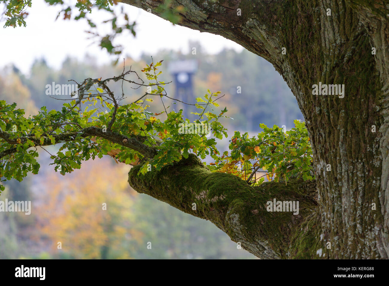 Vinga island with Vinga lighthouse and beacon Stock Photo - Alamy