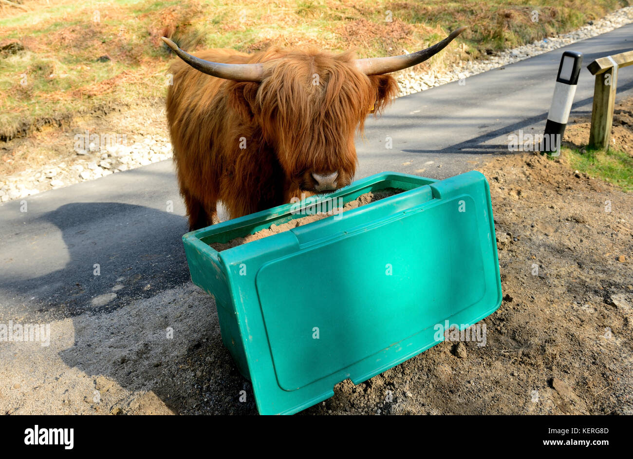 A highland cow at a roadside box, licking salt intended for an icy road ...