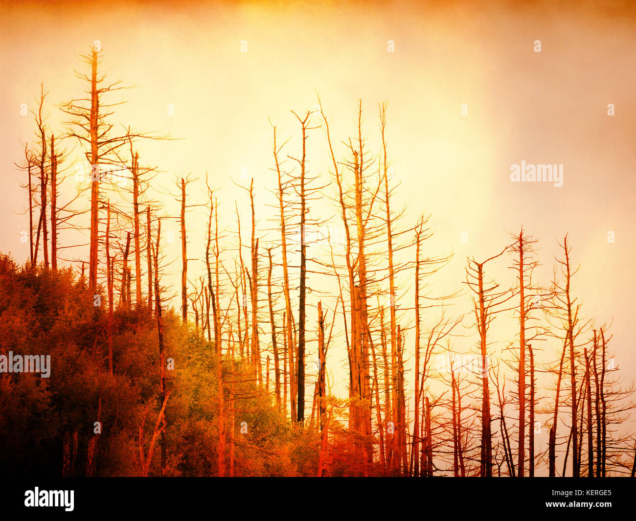 Flare, soft focus. Firing forest in rain. Treetops increased from smoke ...
