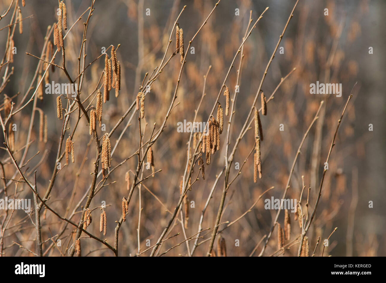 Hassel hi-res stock photography and images - Alamy