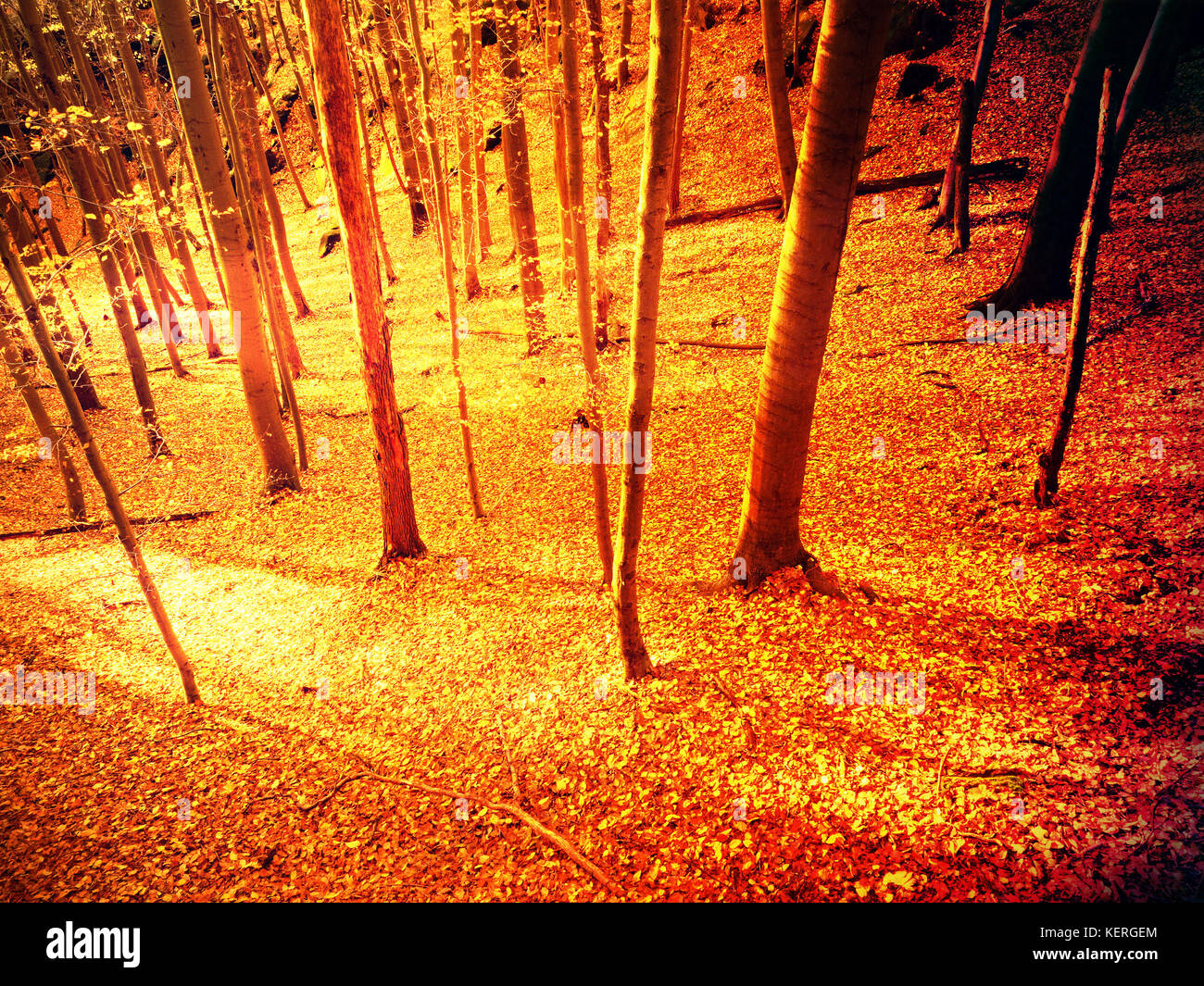 Flare, soft focus. Firing forest in rain. Treetops increased from smoke ...