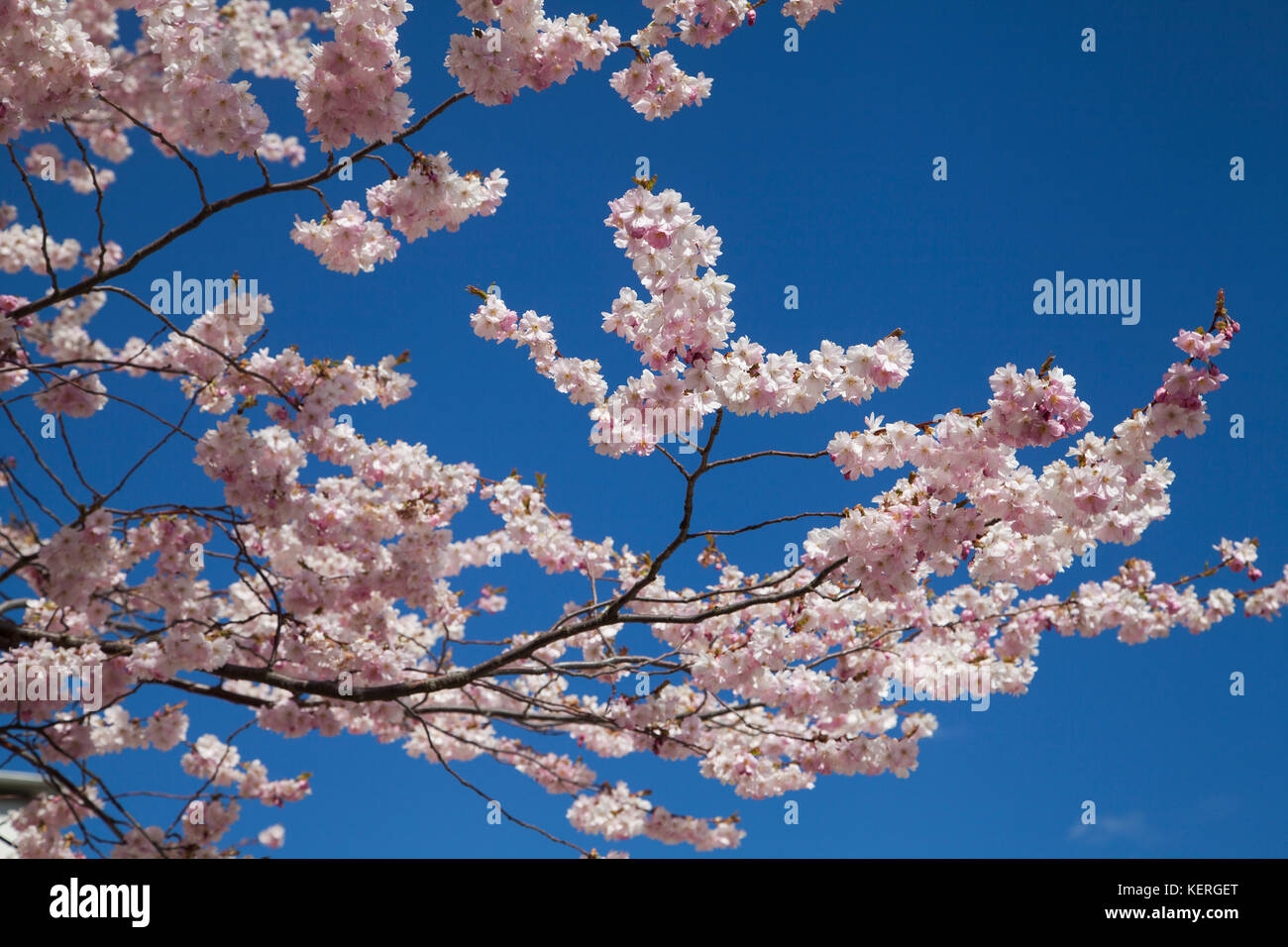 Cherry trees hi-res stock photography and images - Alamy