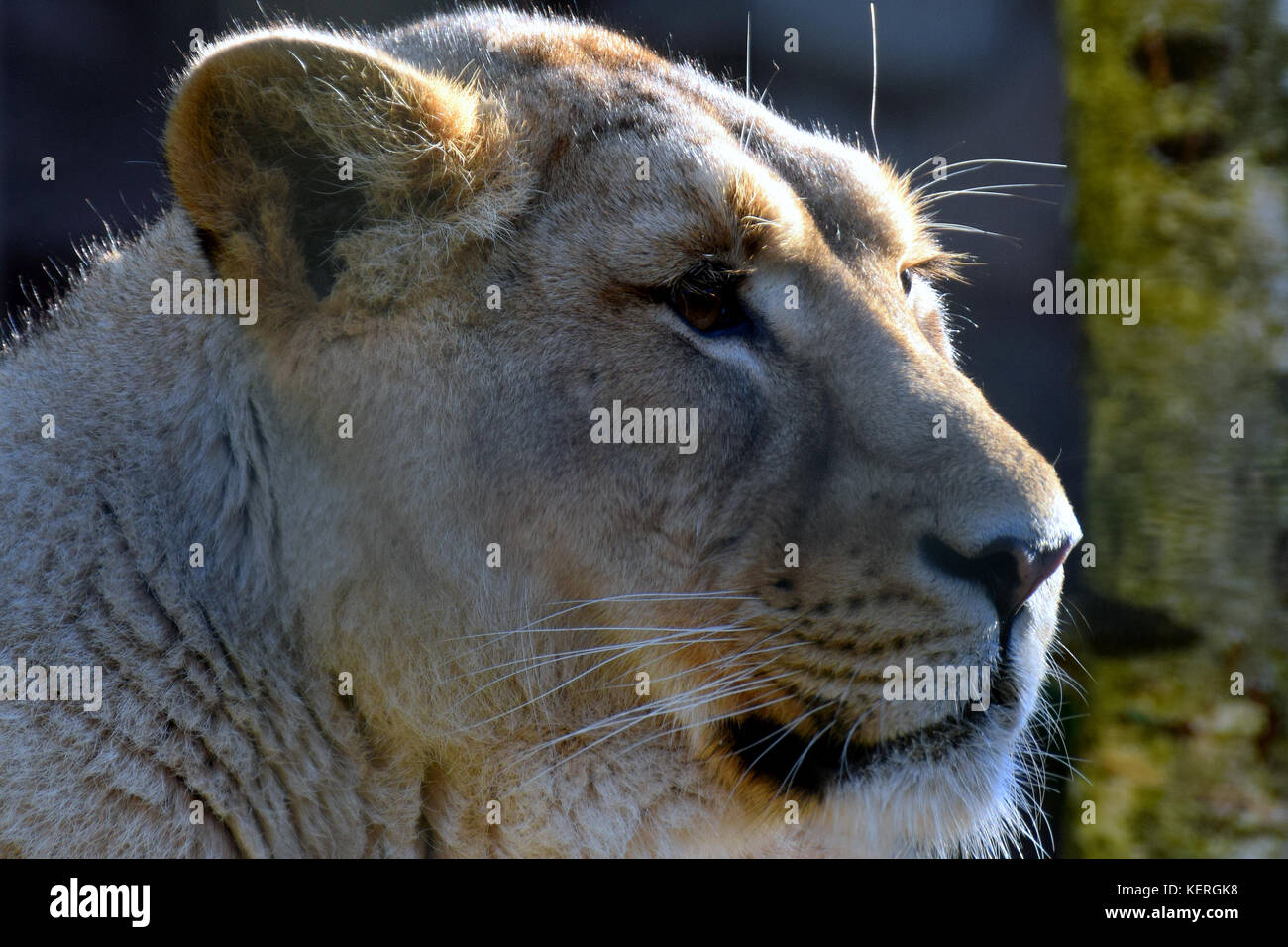 Asian lioness head close up image. Female lion portrait Stock Photo - Alamy