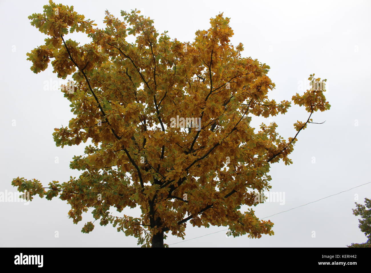 Amazing autumn in Kaunas, Lithuania Stock Photo - Alamy