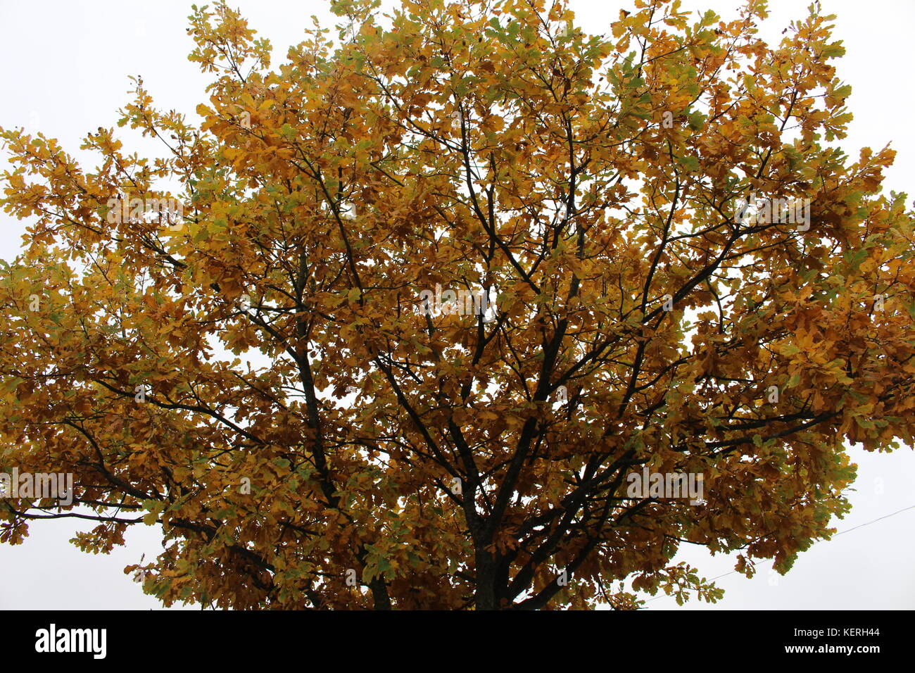 Amazing autumn in Kaunas, Lithuania Stock Photo - Alamy