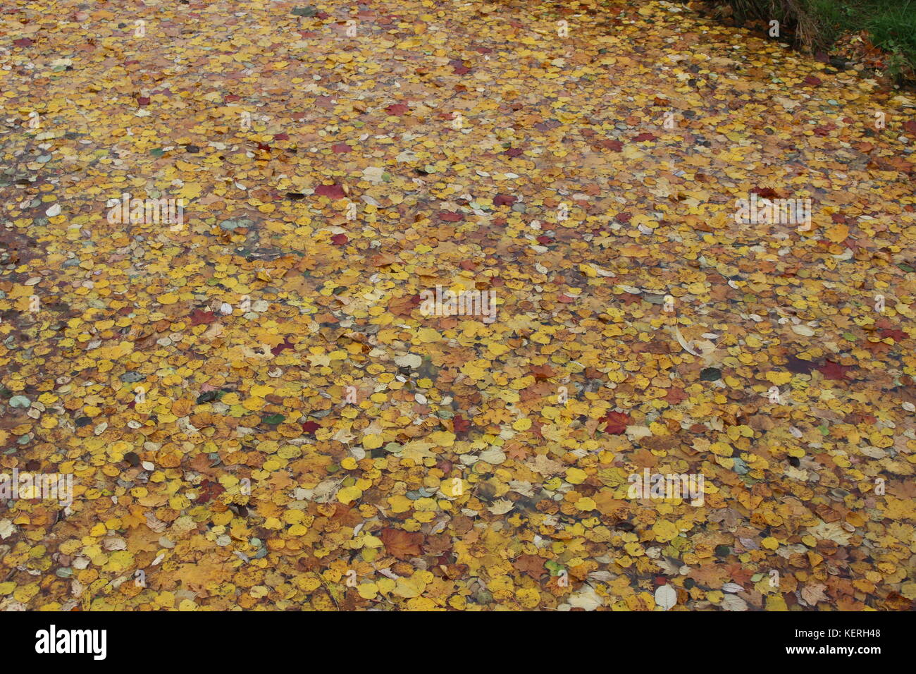 Amazing autumn in Kaunas, Lithuania Stock Photo - Alamy