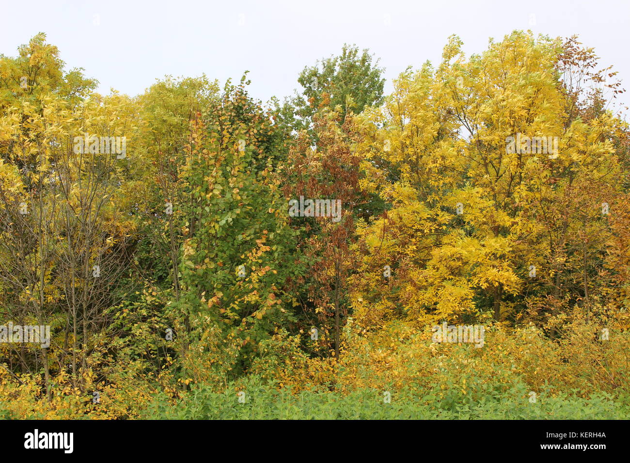 Amazing autumn in Kaunas, Lithuania Stock Photo - Alamy