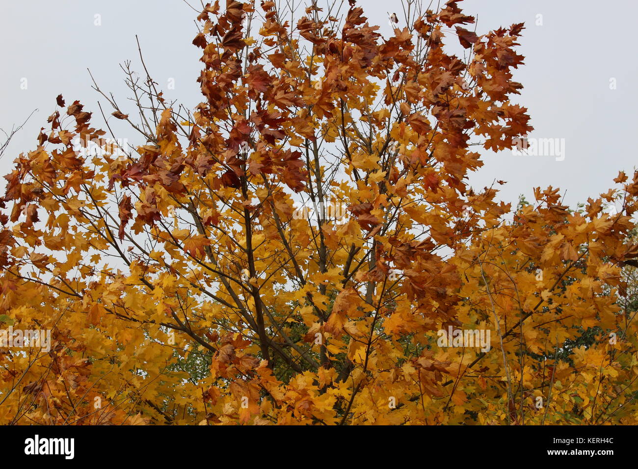 Amazing autumn in Kaunas, Lithuania Stock Photo - Alamy