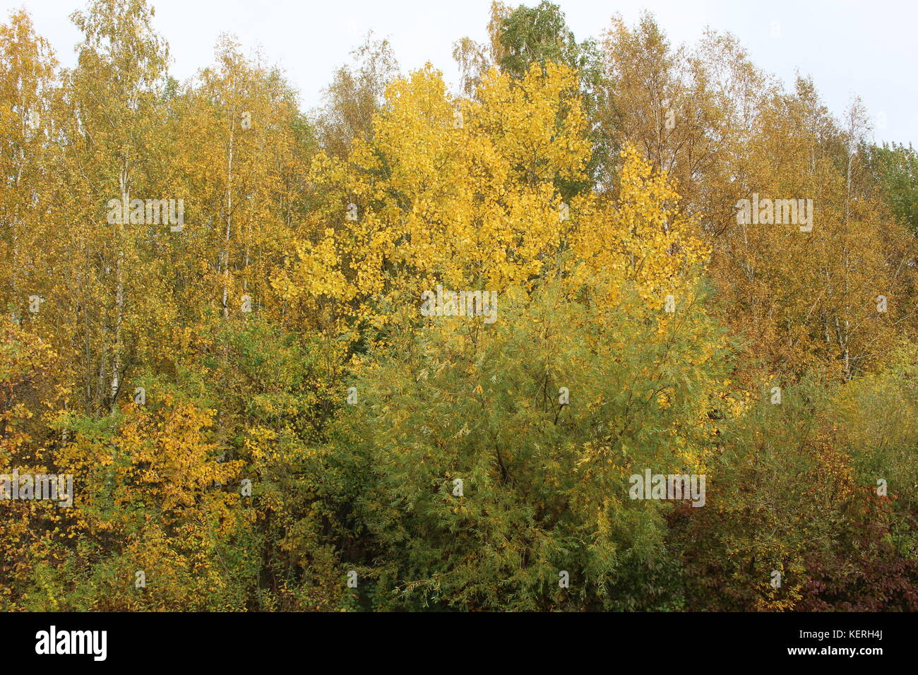 Amazing autumn in Kaunas, Lithuania Stock Photo - Alamy