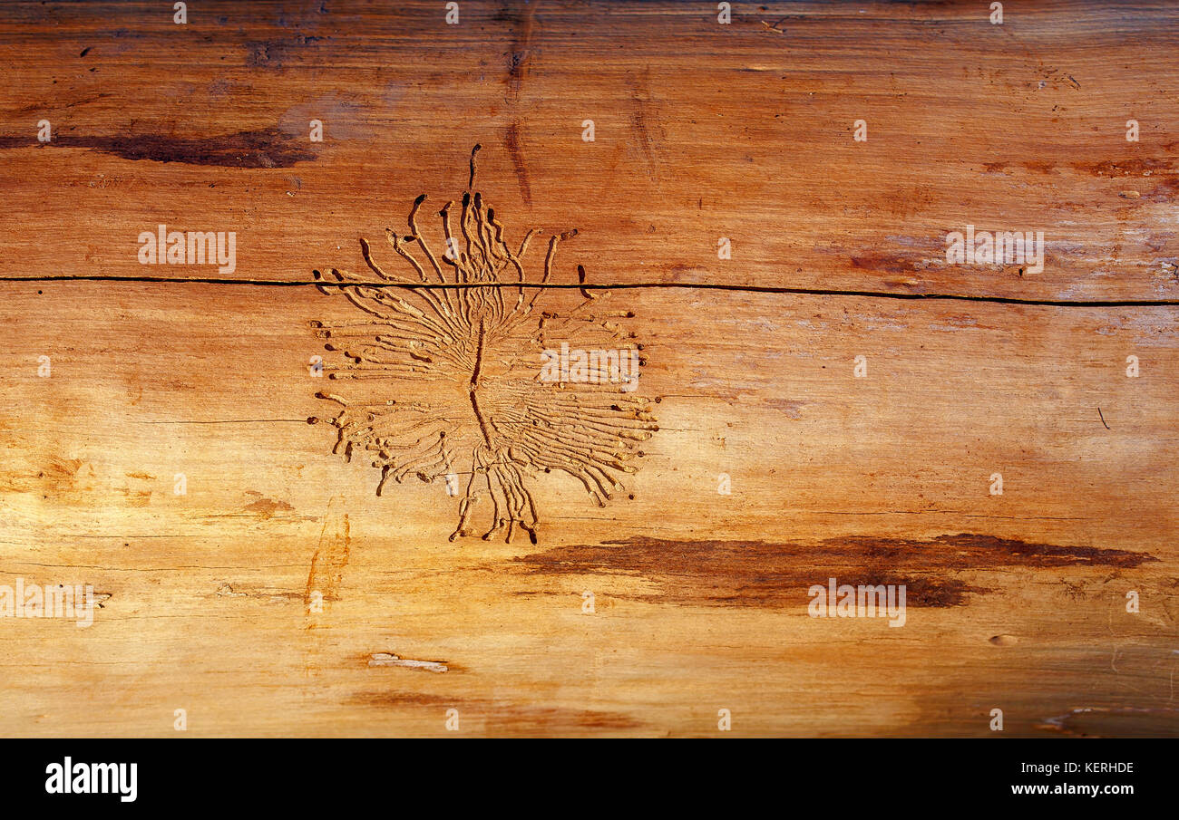 wood-worm structure in wood. Wood background Stock Photo - Alamy