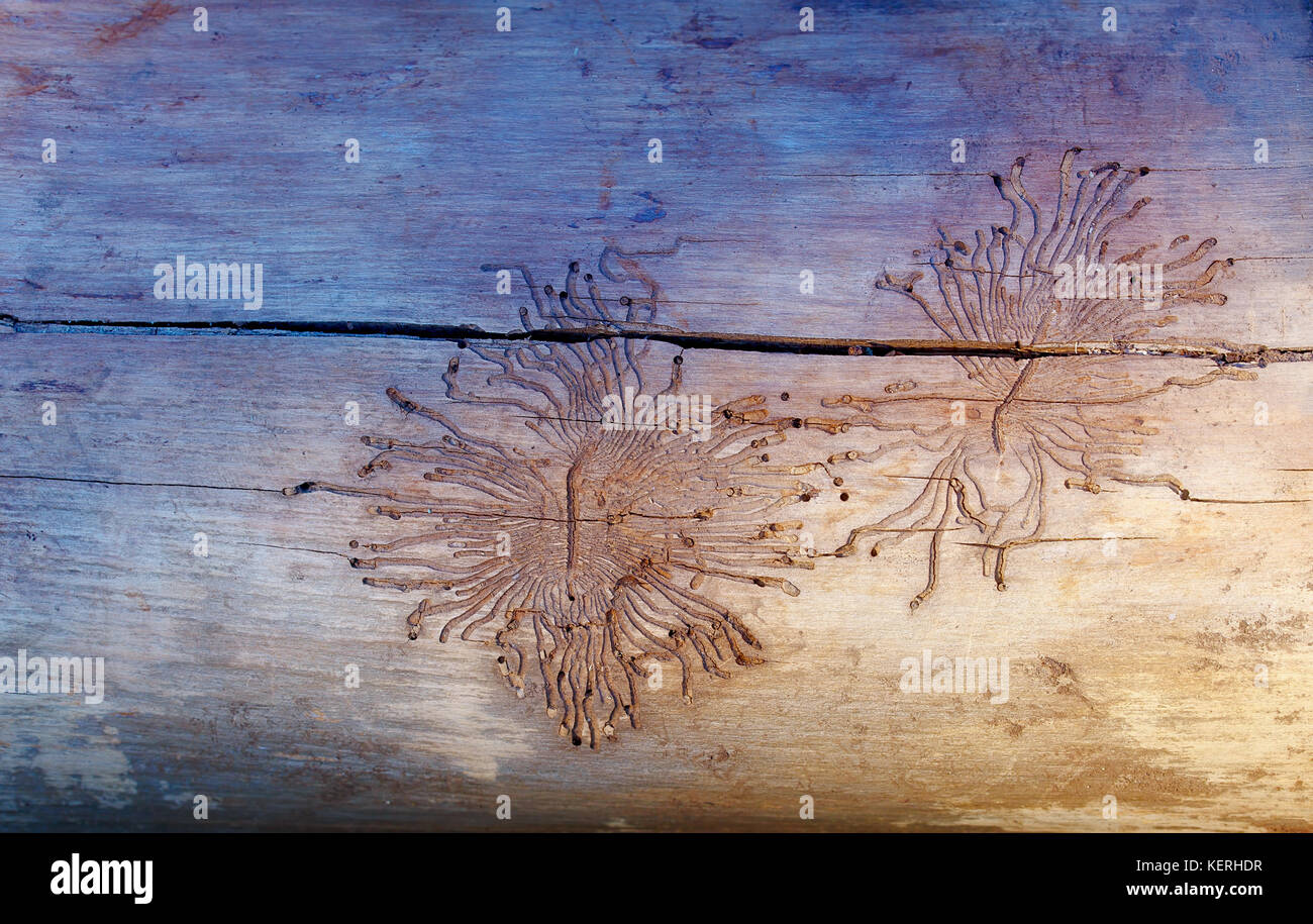 wood-worm structure in wood. Wood background Stock Photo - Alamy