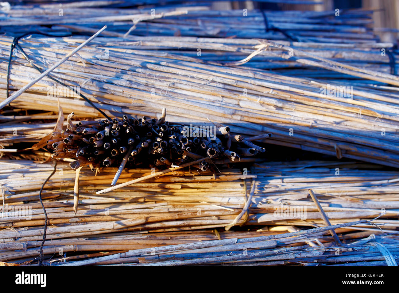 Grey Reed photos. Color Read Structure background Stock Photo - Alamy