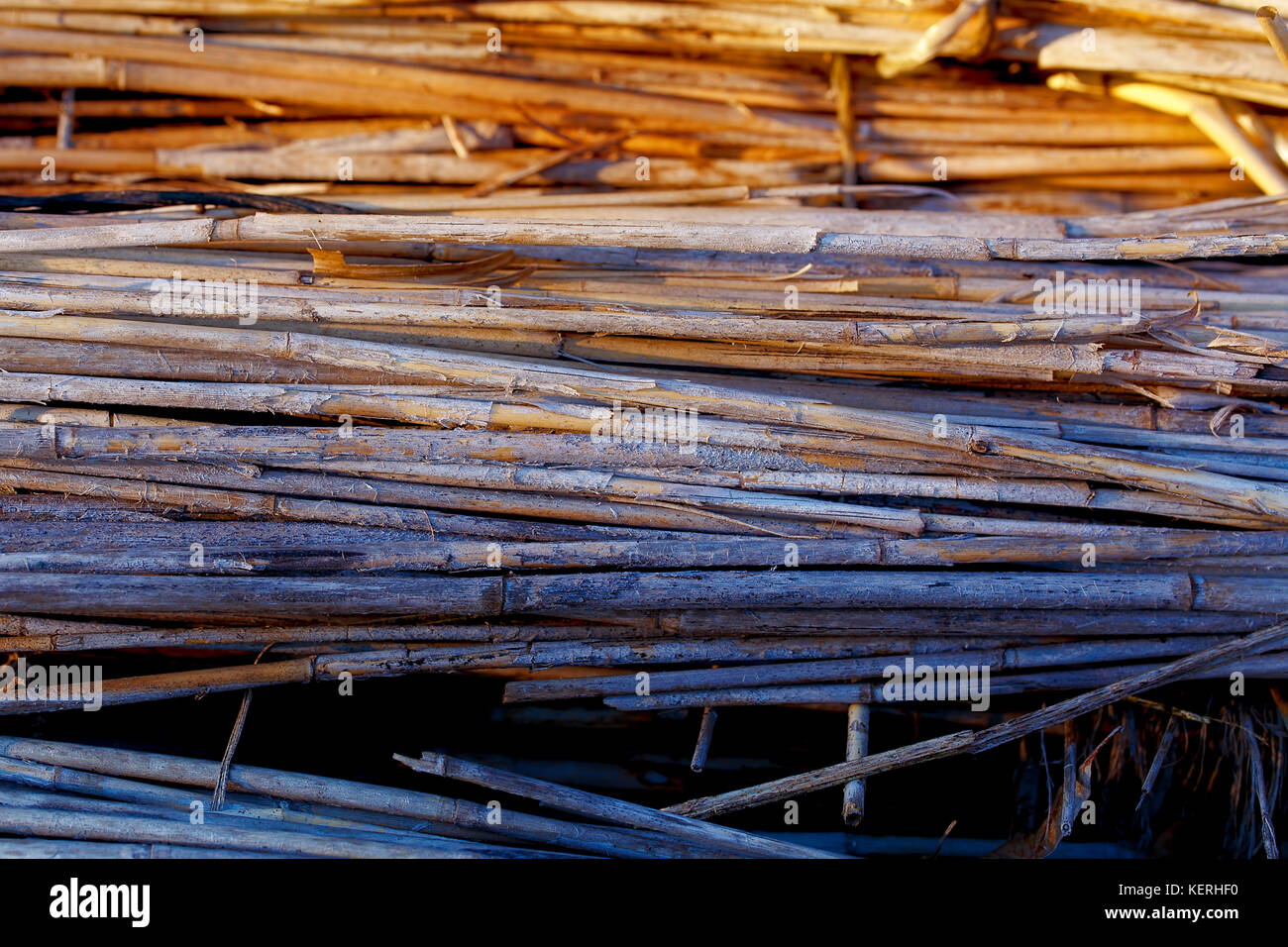 Grey Reed photos. Color Read Structure background Stock Photo - Alamy