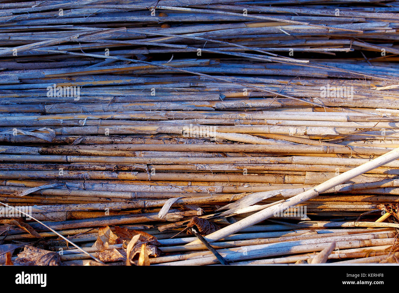 Grey Reed photos. Color Read Structure background Stock Photo - Alamy