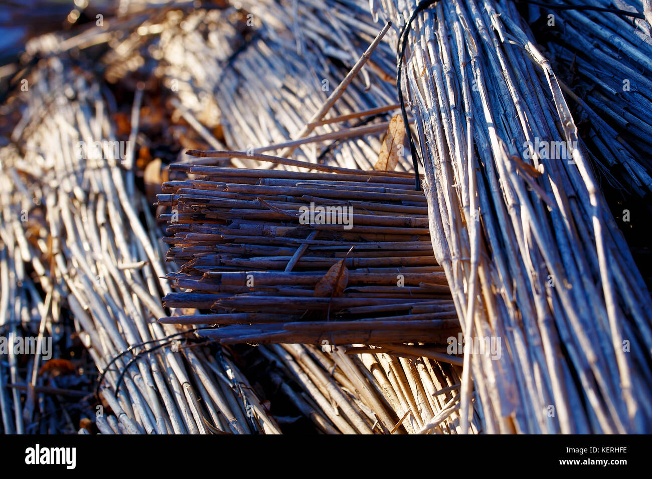 Grey Reed photos. Color Read Structure background Stock Photo - Alamy