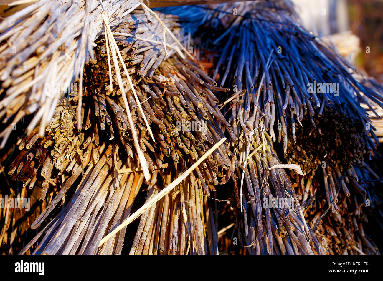 Grey Reed photos. Color Read Structure background Stock Photo - Alamy