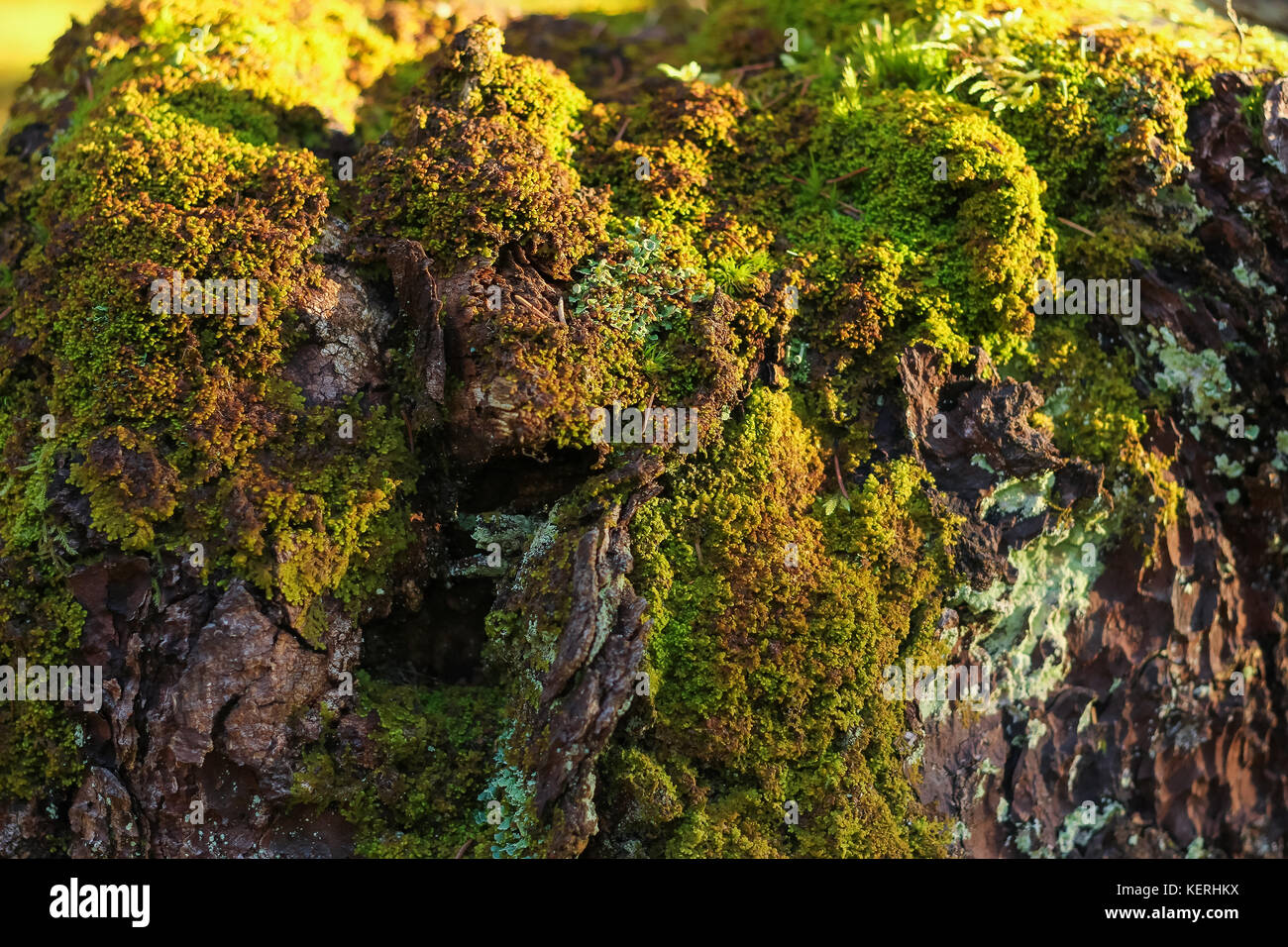 moss on a tree, Structure background. Green color Stock Photo - Alamy