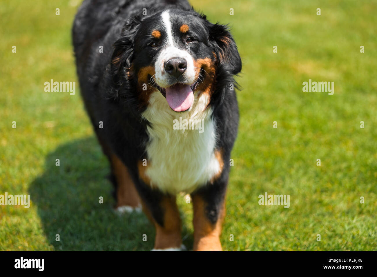 Bernese mountain dog, on the grass Stock Photo - Alamy