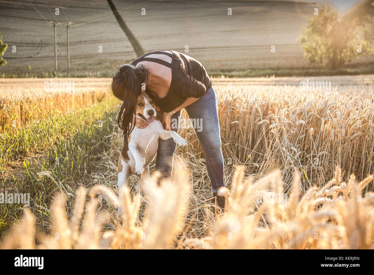 Lady playing with beagle dog in field at sunset Stock Photo - Alamy