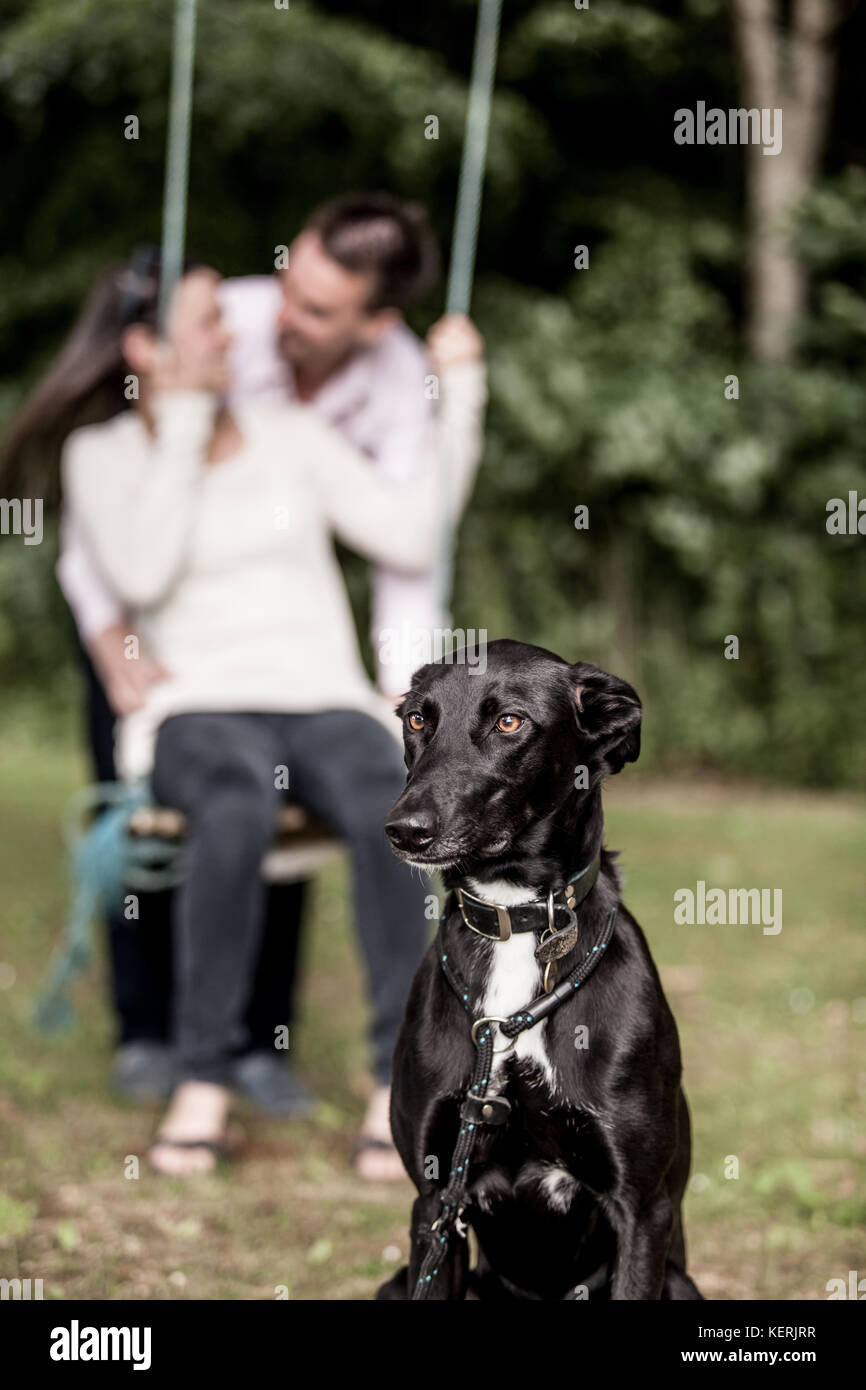 Man walking playing two dogs hi-res stock photography and images - Alamy