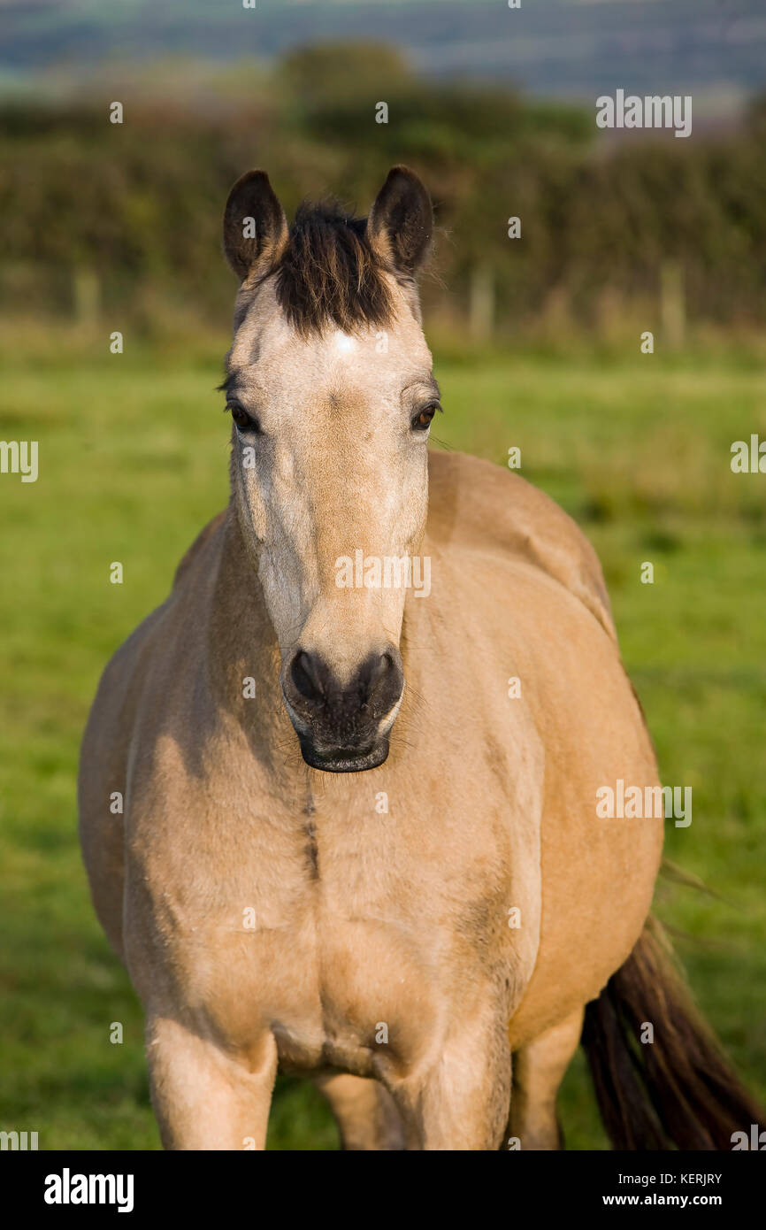 Light tan coloured horse standing in a field on Anglesey looking at the ...