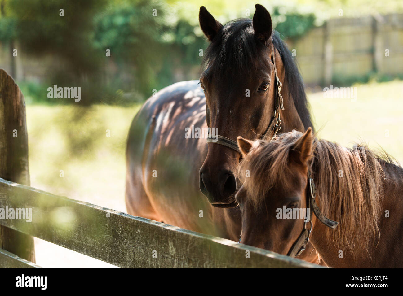 Horses portrait in outdoor Stock Photo - Alamy