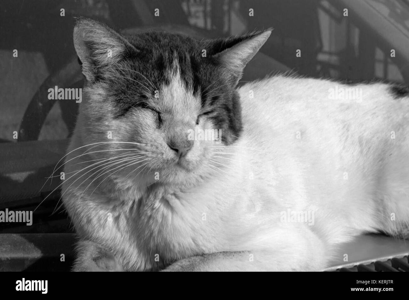 Cat in the sun Stock Photo - Alamy