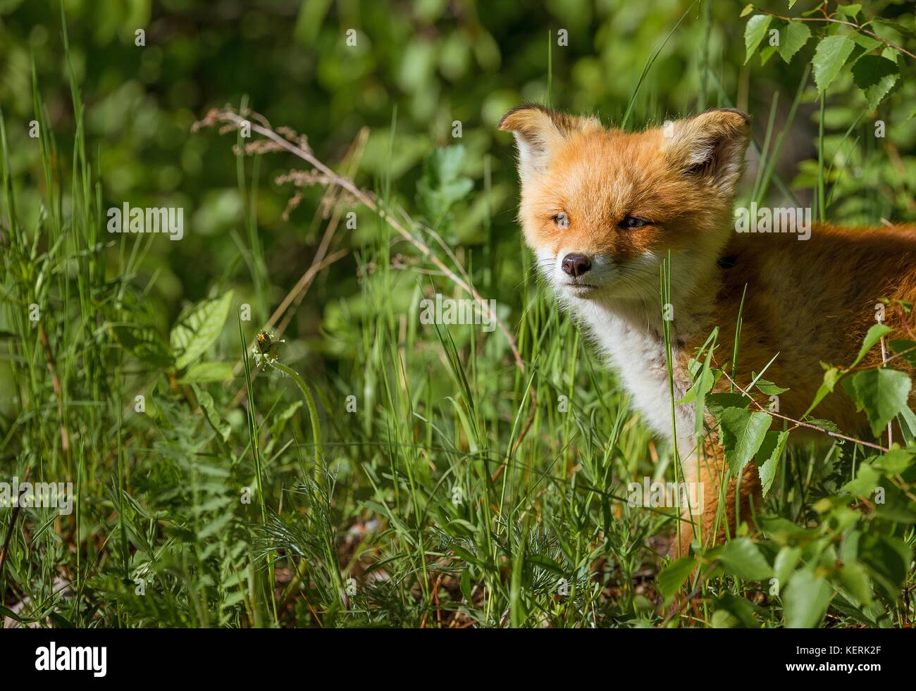 Fox puppy squinting eyes in direct sunlight Stock Photo - Alamy