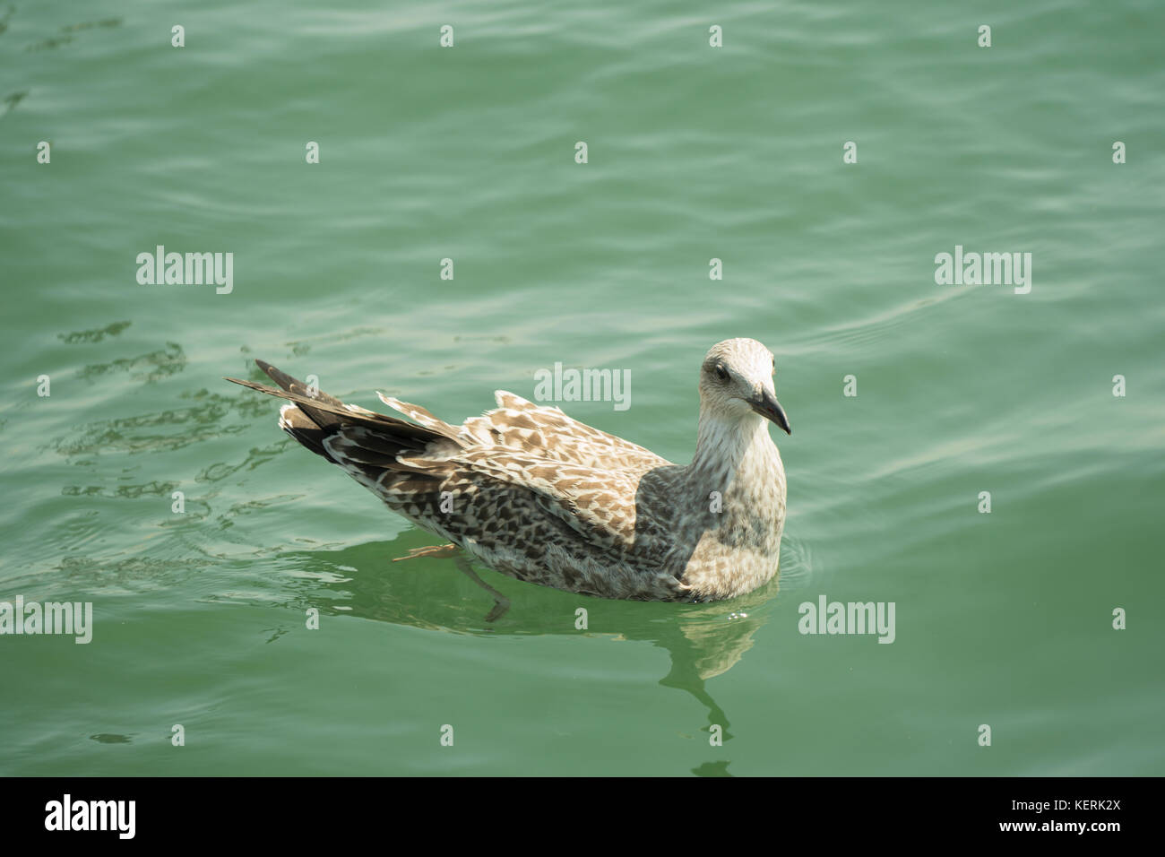 White Dove And Water Stock Photos & White Dove And Water Stock Images ...