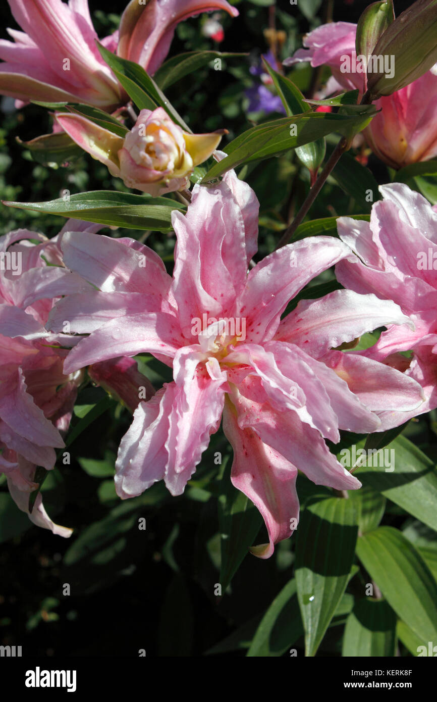 LILIUM BROKEN HEART. ORIENTAL LILY Stock Photo - Alamy