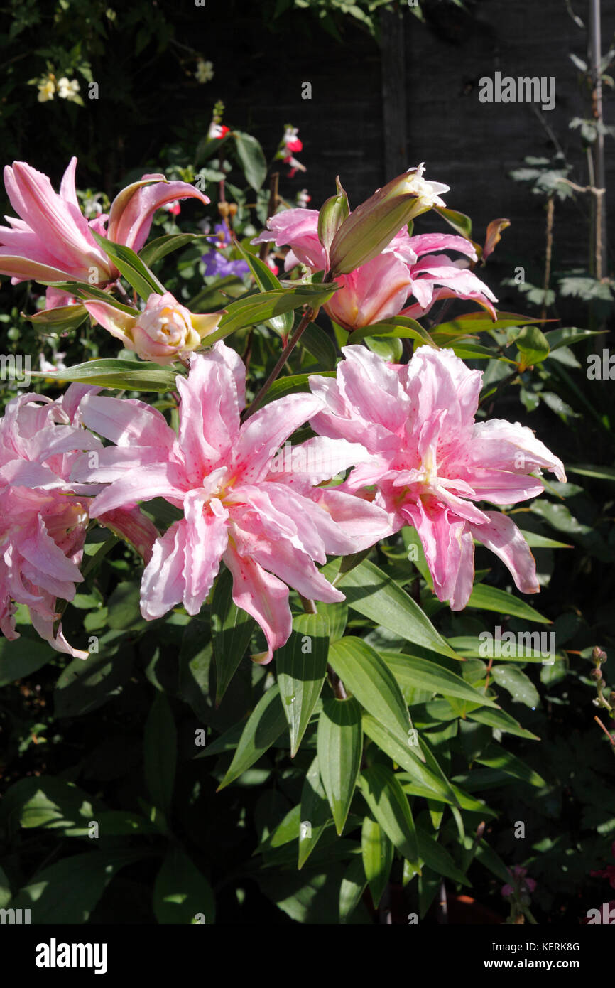 LILIUM BROKEN HEART. ORIENTAL LILY Stock Photo - Alamy